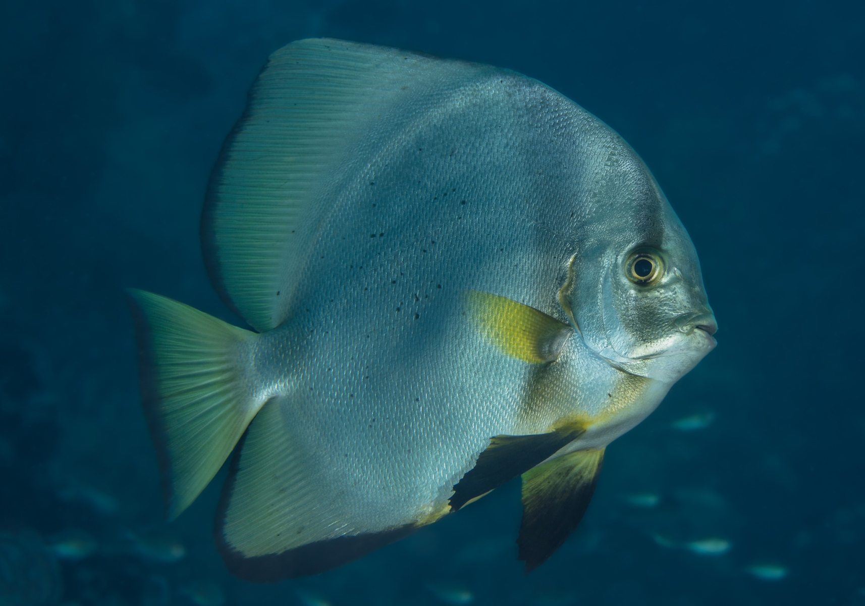 Golden Spadefish (Platax boersii) - Bali Wildlife