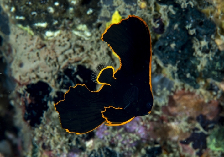 Dusky Batfish (Platax pinnatus) - Bali Wildlife