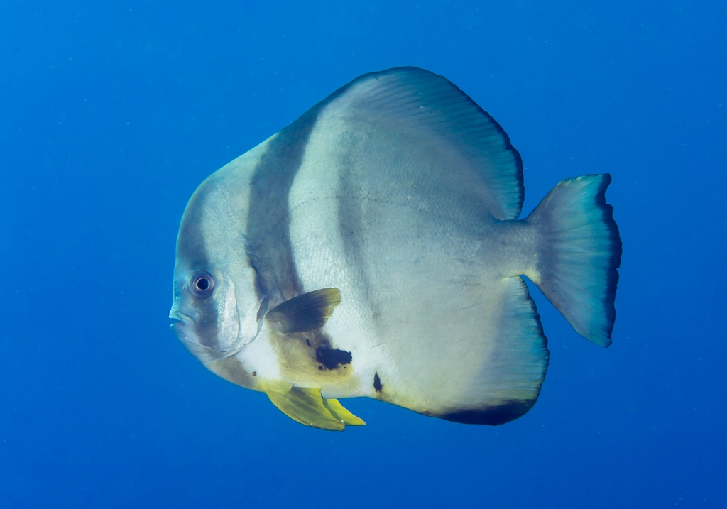 Longfin Batfish (Platax teira) - Bali Wildlife