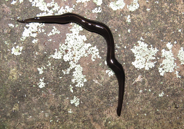 New Guinea Flatworm (Platydemus manokwari) - Bali Wildlife