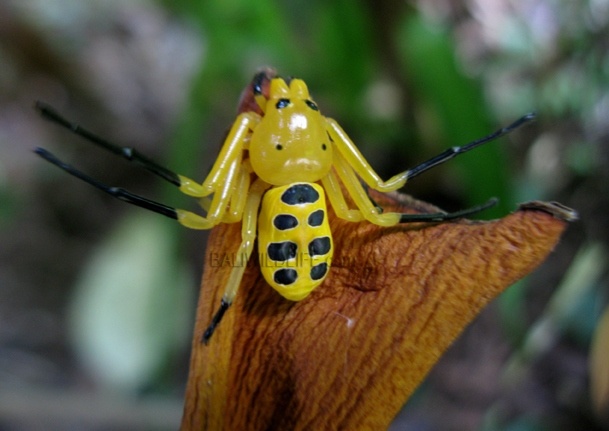 Eight-spotted Crab Spider (Platythomisus octomaculatus) - Bali Wildlife