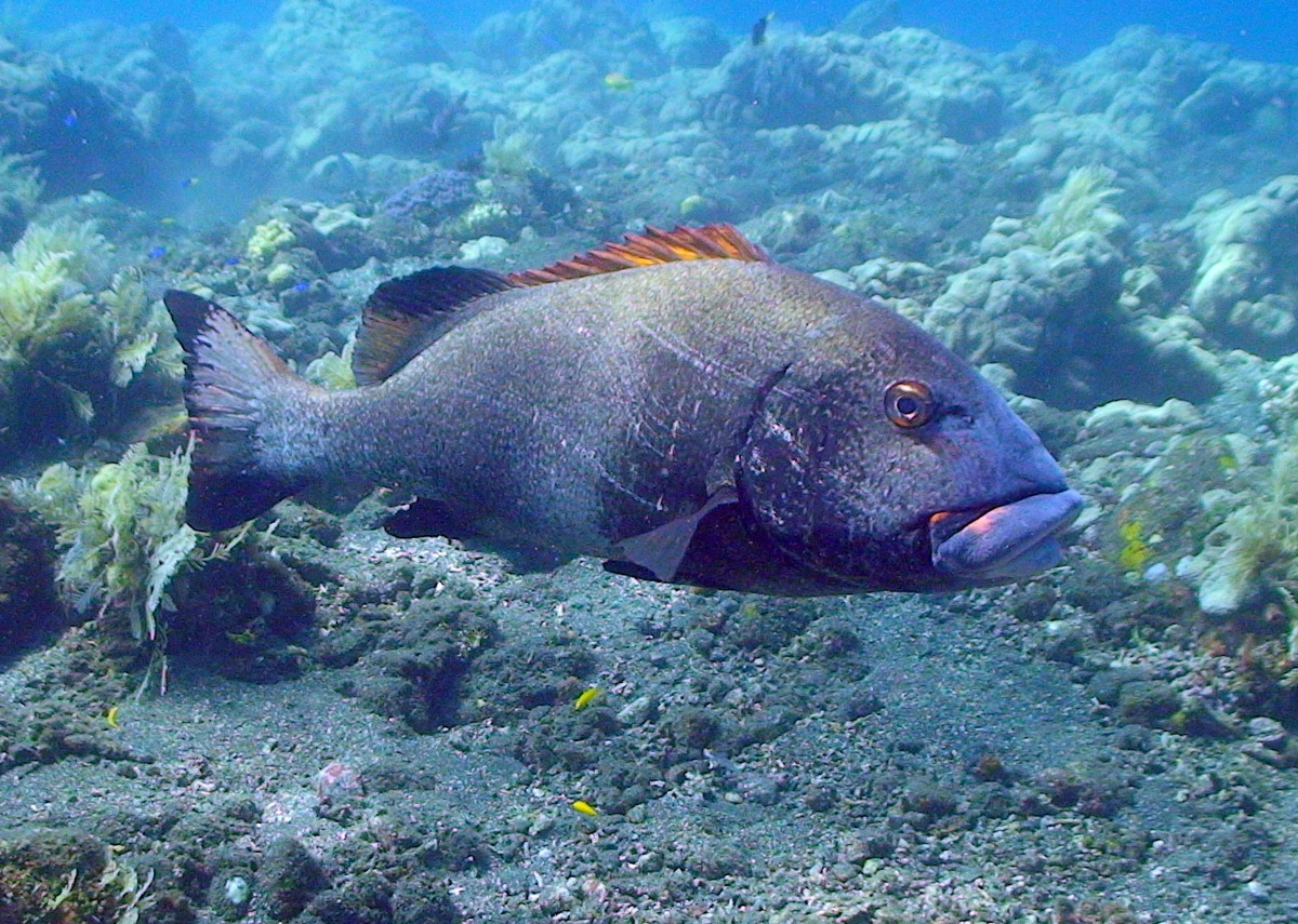 Giant Sweetlips (Plectorhinchus albovittatus) - Bali Wildlife