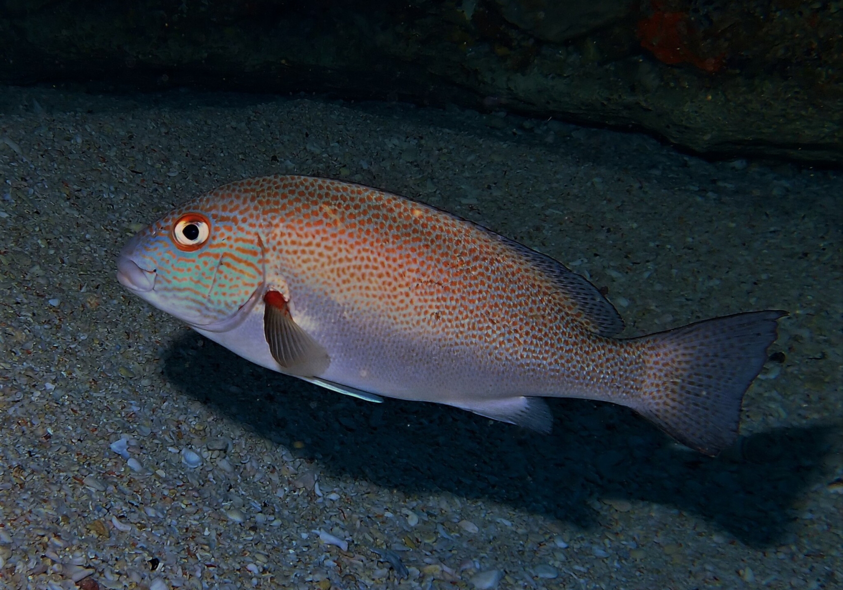 Goldspotted Sweetlips (Plectorhinchus flavomaculatus) - Bali Wildlife