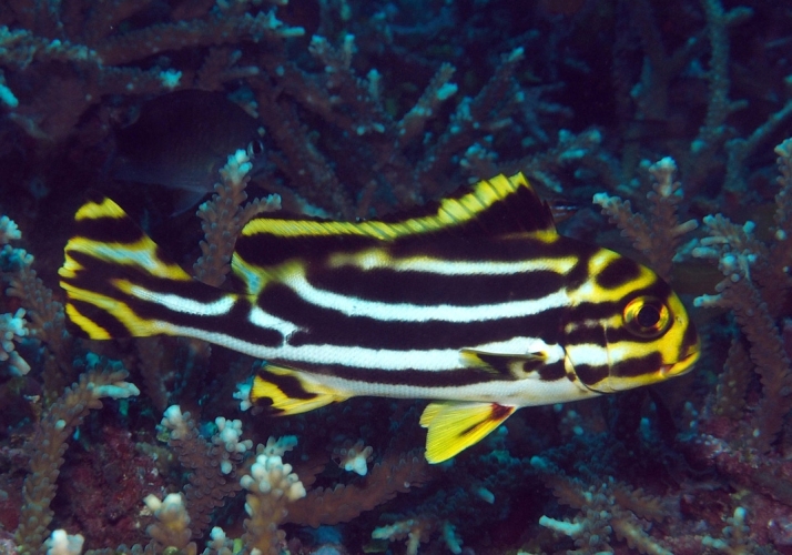 Oriental Sweetlips (Plectorhinchus vittatus) - Bali Wildlife
