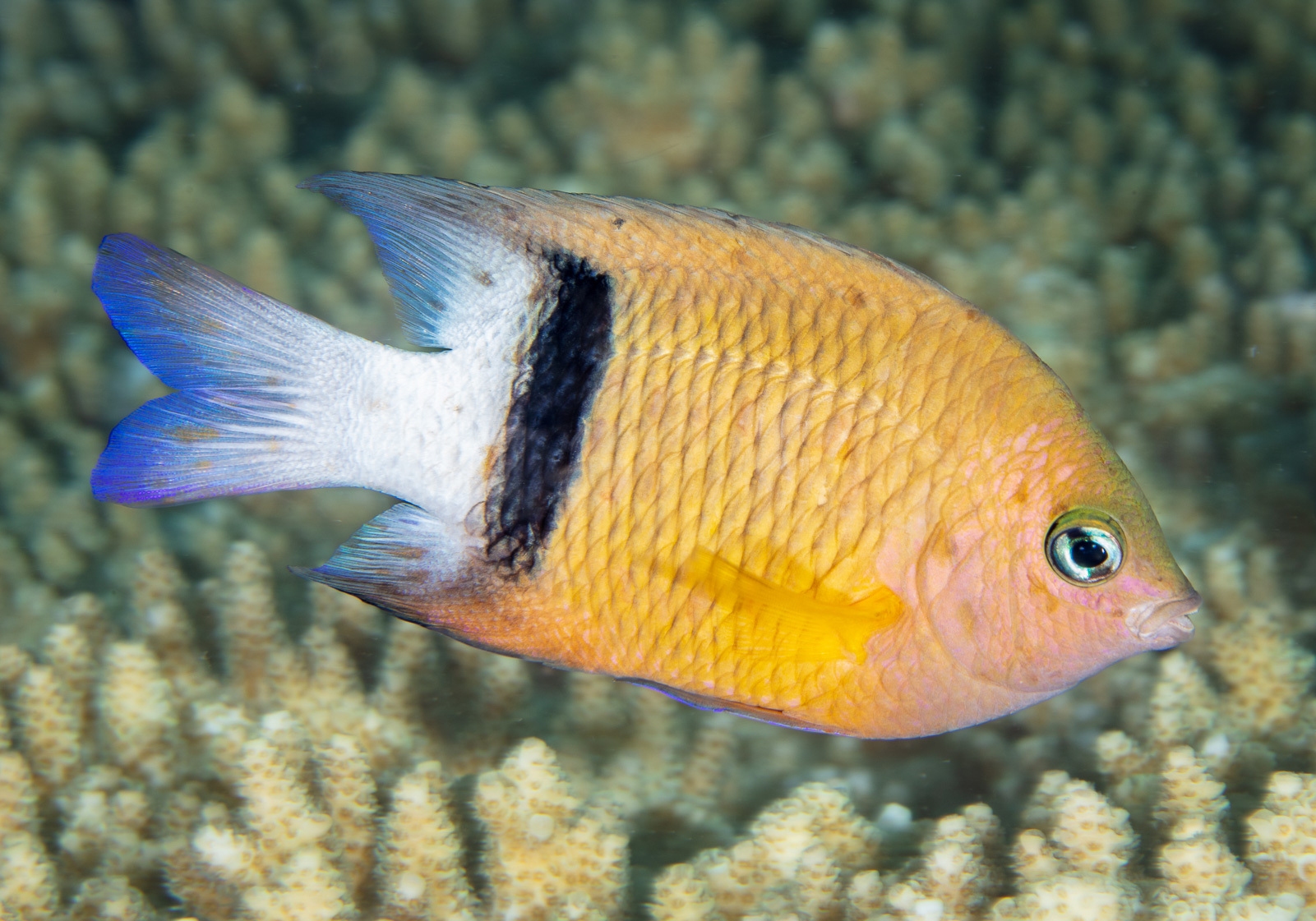 Blackbar Damselfish (Plectroglyphidodon dickii) - Bali Wildlife