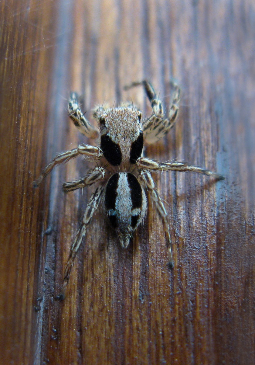 Common Housefly Catcher (Plexippus petersi) - Bali Wildlife