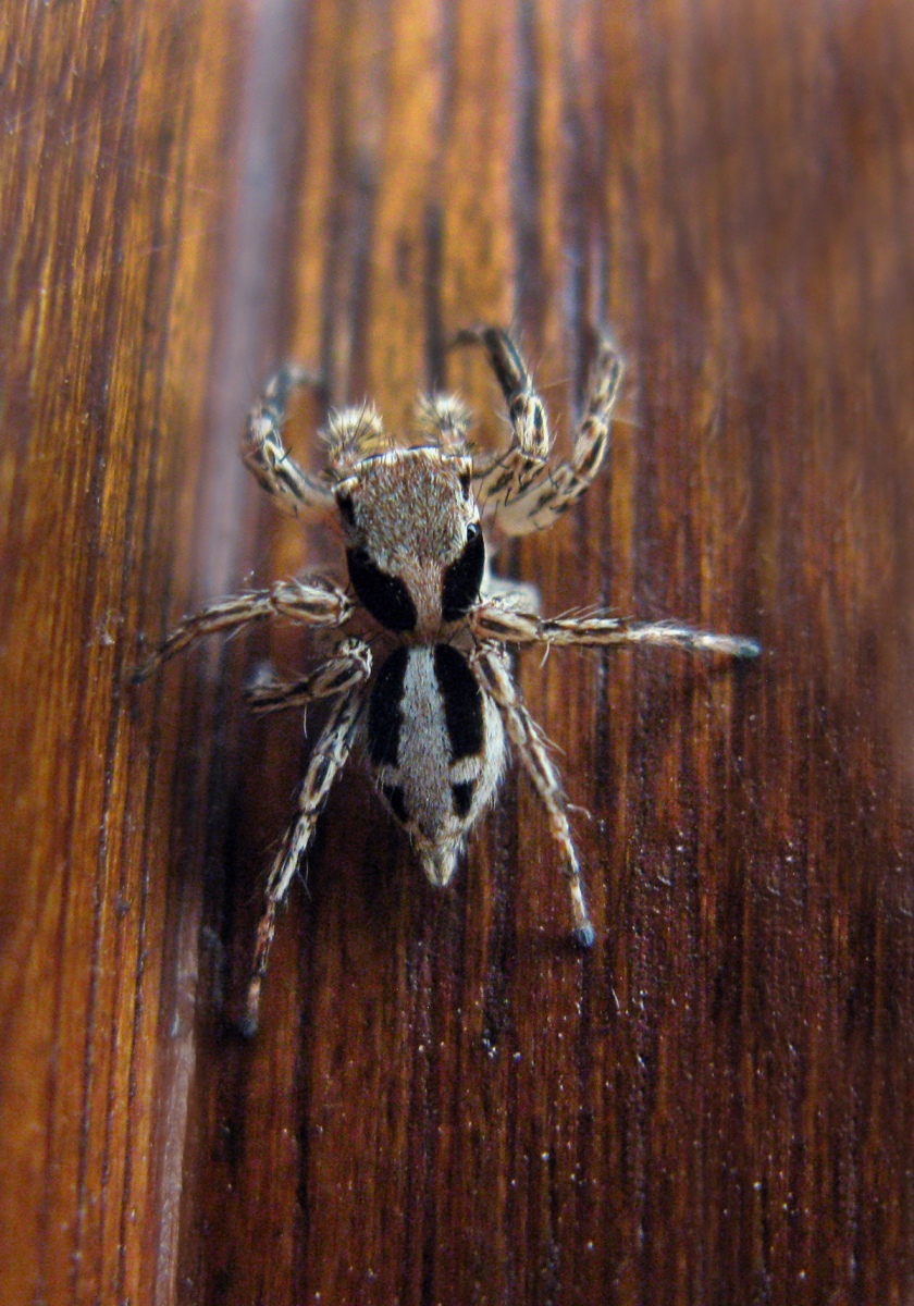 Common Housefly Catcher (Plexippus petersi) - Bali Wildlife