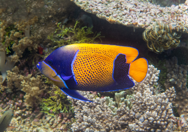 Bluegirdle Angelfish (Pomacanthus navarchus) - Bali Wildlife