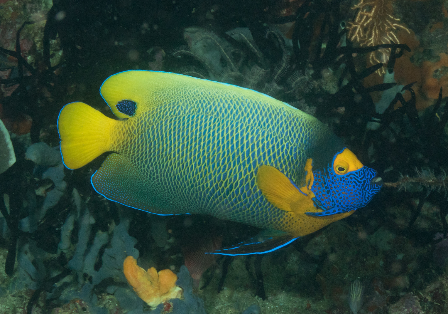 Blueface Angelfish (Pomacanthus xanthometopon) - Bali Wildlife