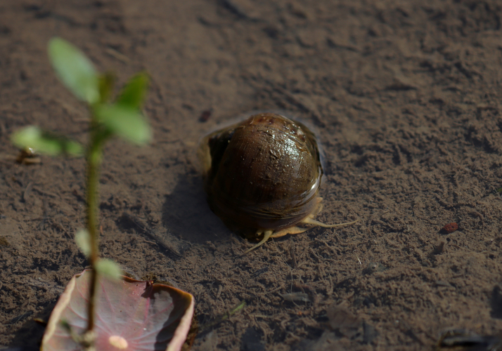 Channeled Apple Snail (Pomacea canaliculata) - Bali Wildlife