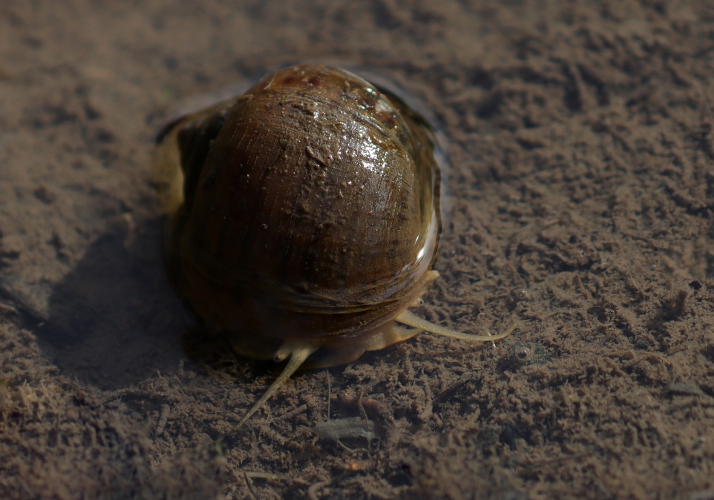 Channeled Apple Snail (Pomacea canaliculata) - Bali Wildlife