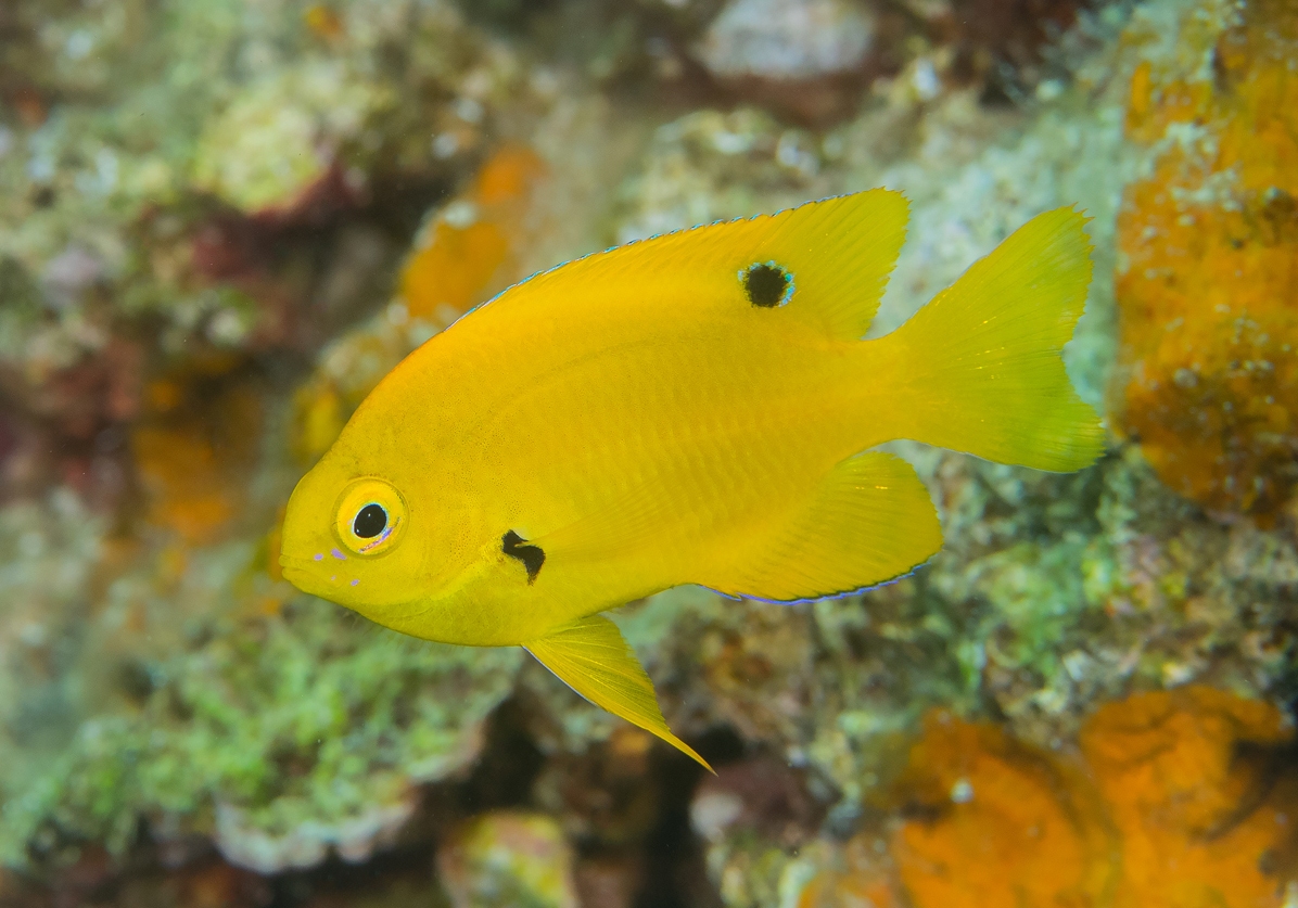 Sulfur Damsel (Pomacentrus sulfureus) - Bali Wildlife