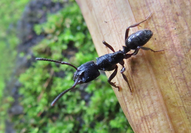 Ponerine Ants (Odontoponera denticulata) - Bali Wildlife