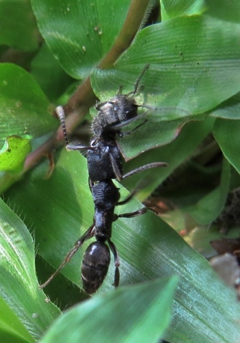 Ponerine Ants (Odontoponera denticulata) - Bali Wildlife
