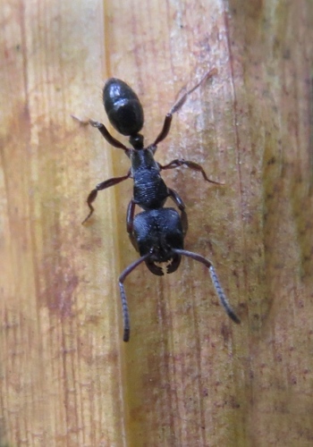 Ponerine Ants (Odontoponera denticulata) - Bali Wildlife