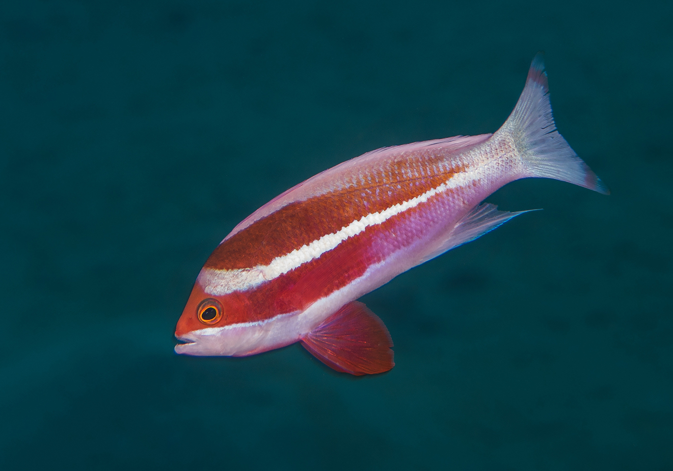 Red Sea Anthias (Pseudanthias taeniatus) - Bali Wildlife