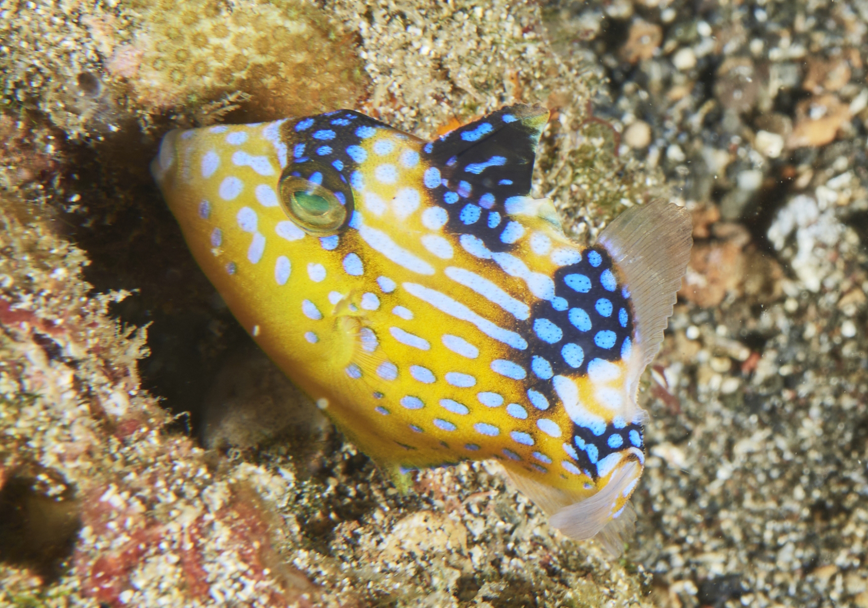 Blue Triggerfish (Pseudobalistes fuscus) - Bali Wildlife