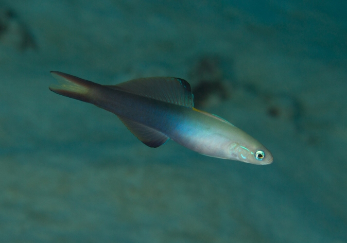 Twotone Dartfish (Ptereleotris evides) - Bali Wildlife