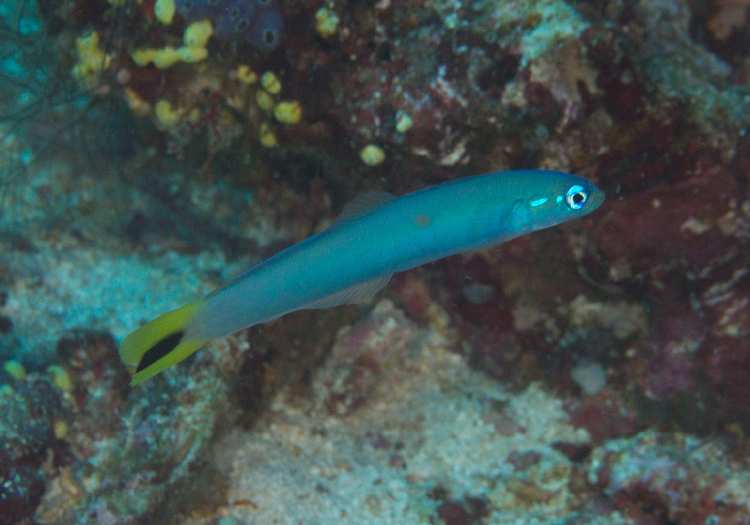 Spottail Dartfish (Ptereleotris heteroptera) - Bali Wildlife