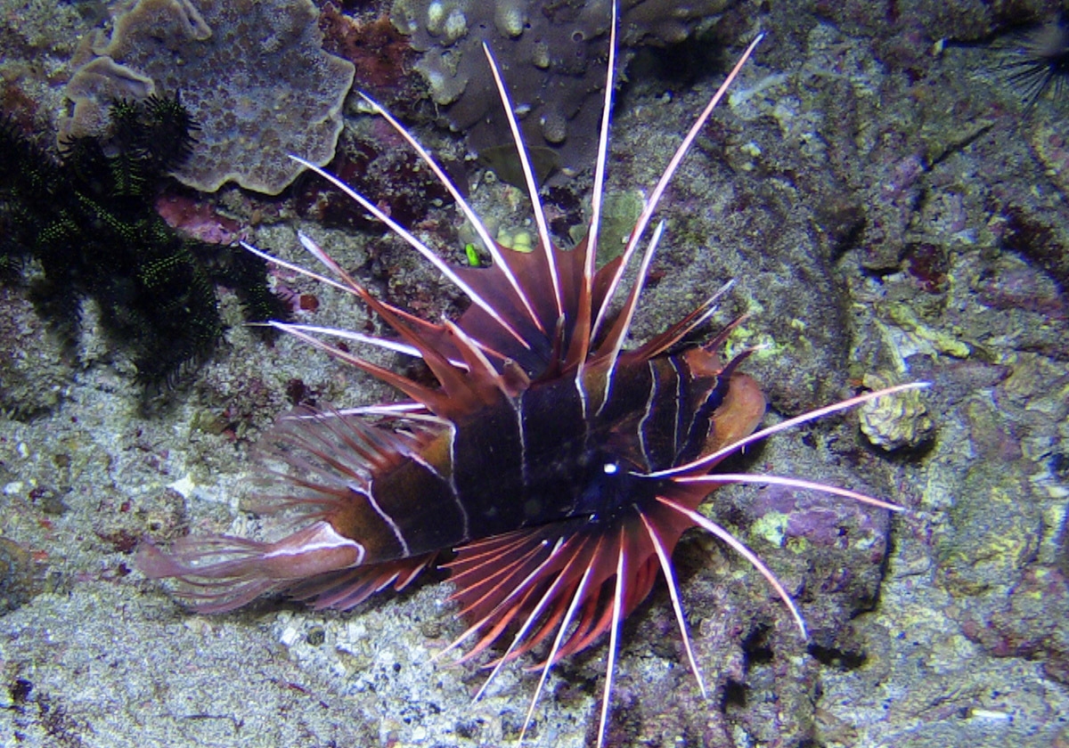 Clearfin Lionfish (Pterois radiata) - Bali Wildlife