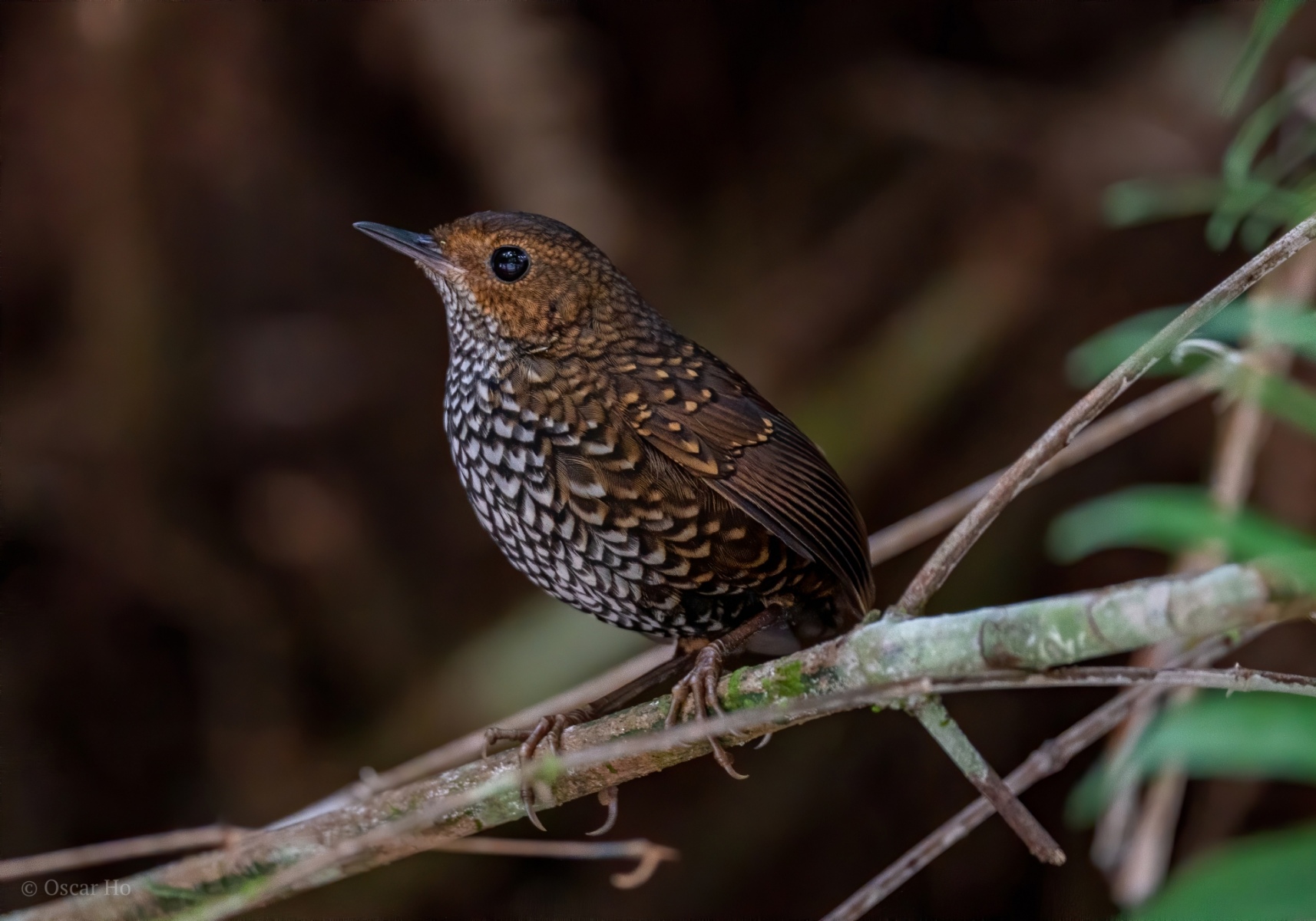 Pygmy Cupwing (Pnoepyga pusilla) - Bali Wildlife
