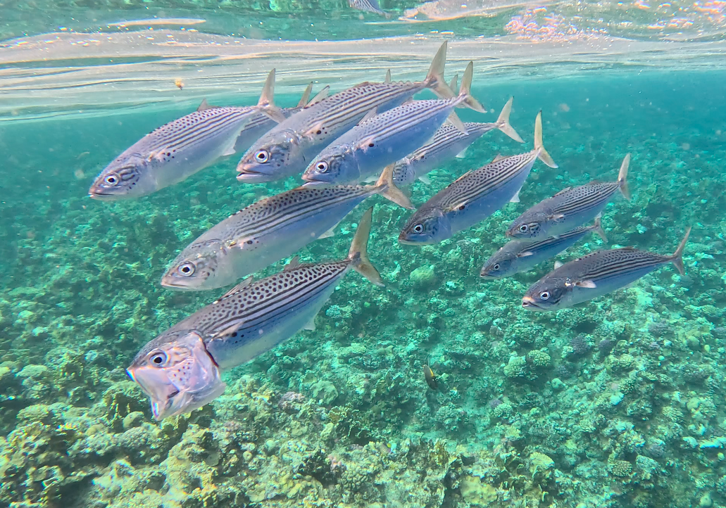 Longjaw Mackerel (Rastrelliger kanagurta) - Bali Wildlife