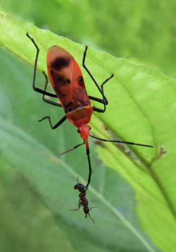 Red Bugs (Dindymus rubiginosus) - Bali Wildlife