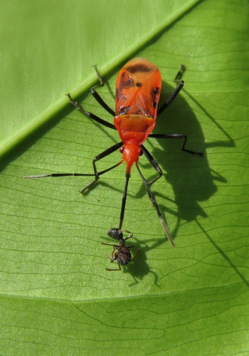 Red Bugs (Dindymus rubiginosus) - Bali Wildlife
