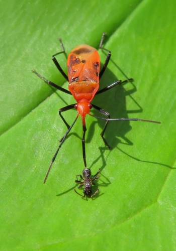 Red Bugs (Dindymus rubiginosus) - Bali Wildlife