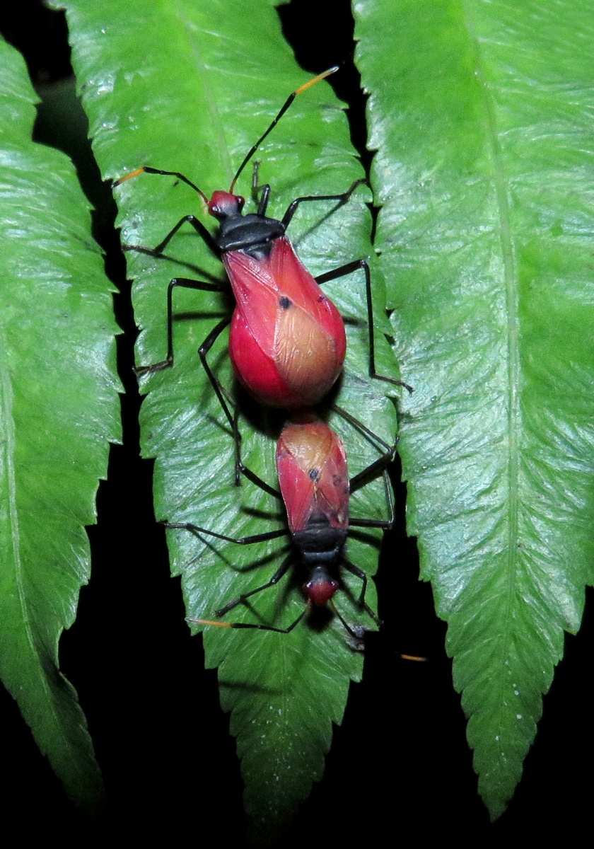 Red Bugs (Dindymus bicolor) - Bali Wildlife
