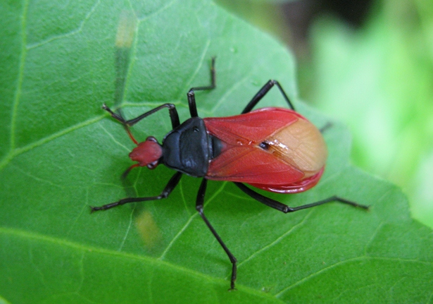 Red Bugs (Dindymus bicolor) - Bali Wildlife