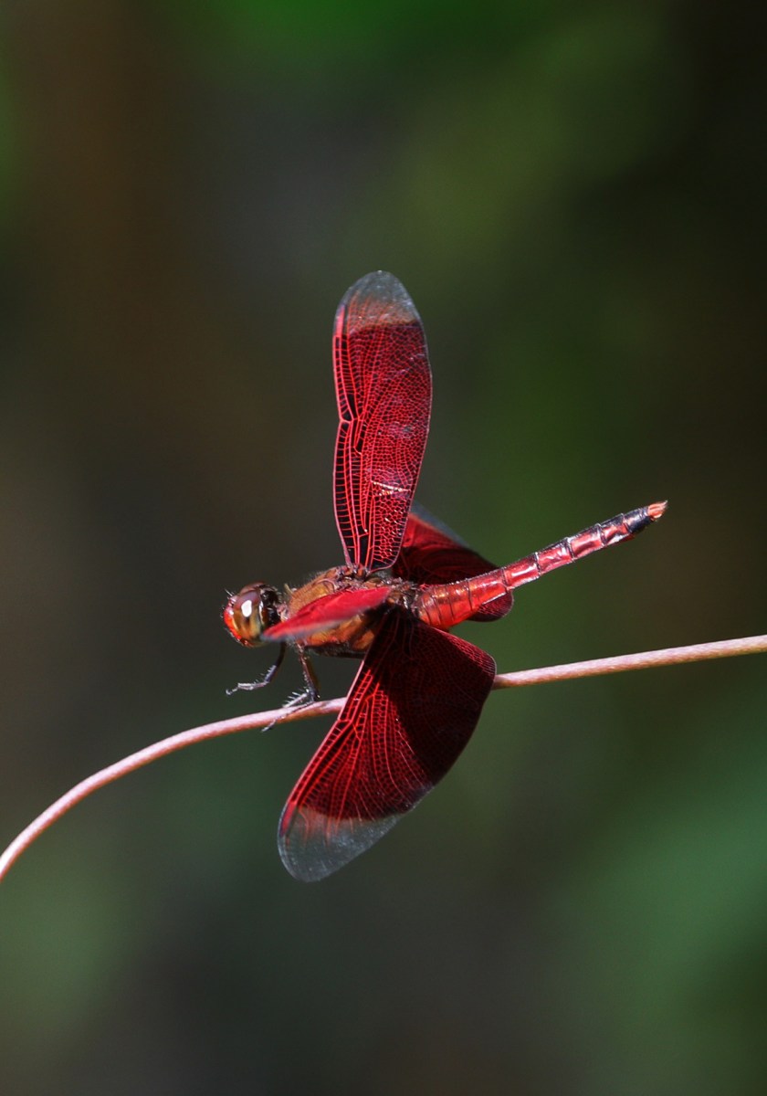 Red Percher (Neurothemis ramburii) - Bali Wildlife