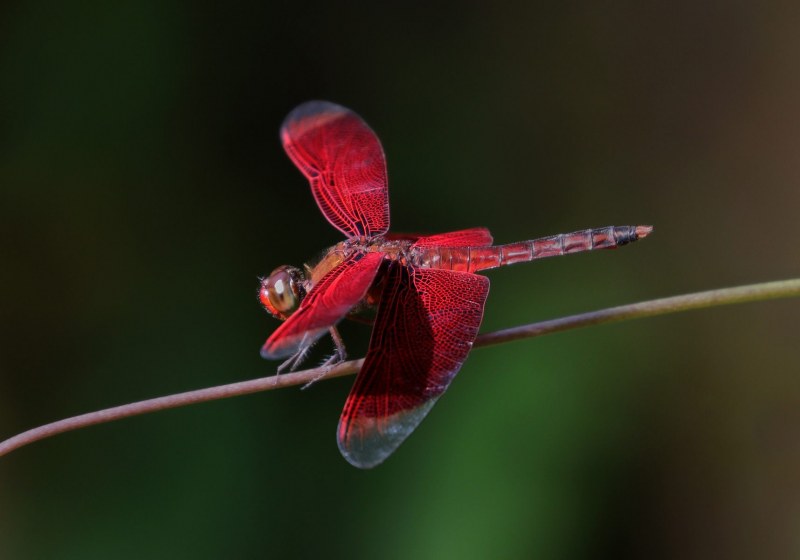 Red Percher (Neurothemis ramburii) - Bali Wildlife