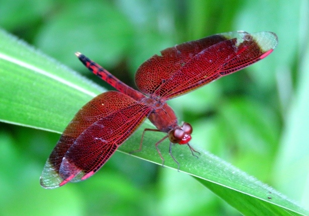 Red Percher (Neurothemis ramburii) - Bali Wildlife