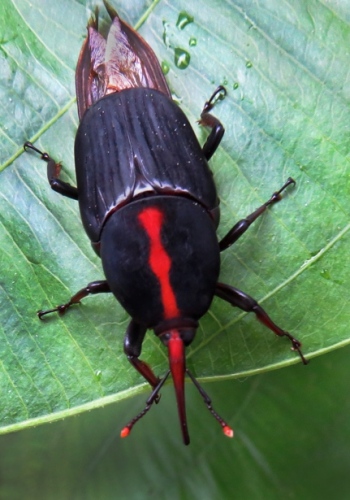 Red Stripe Weevil (Rhynchophorus vulneratus) - Bali Wildlife