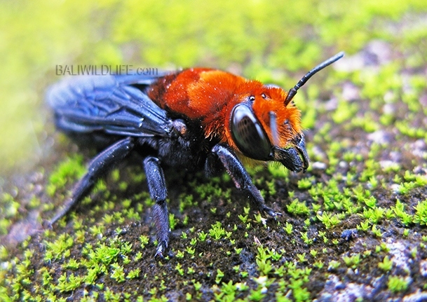 Resin Bee (Megachile opposita) - Bali Wildlife