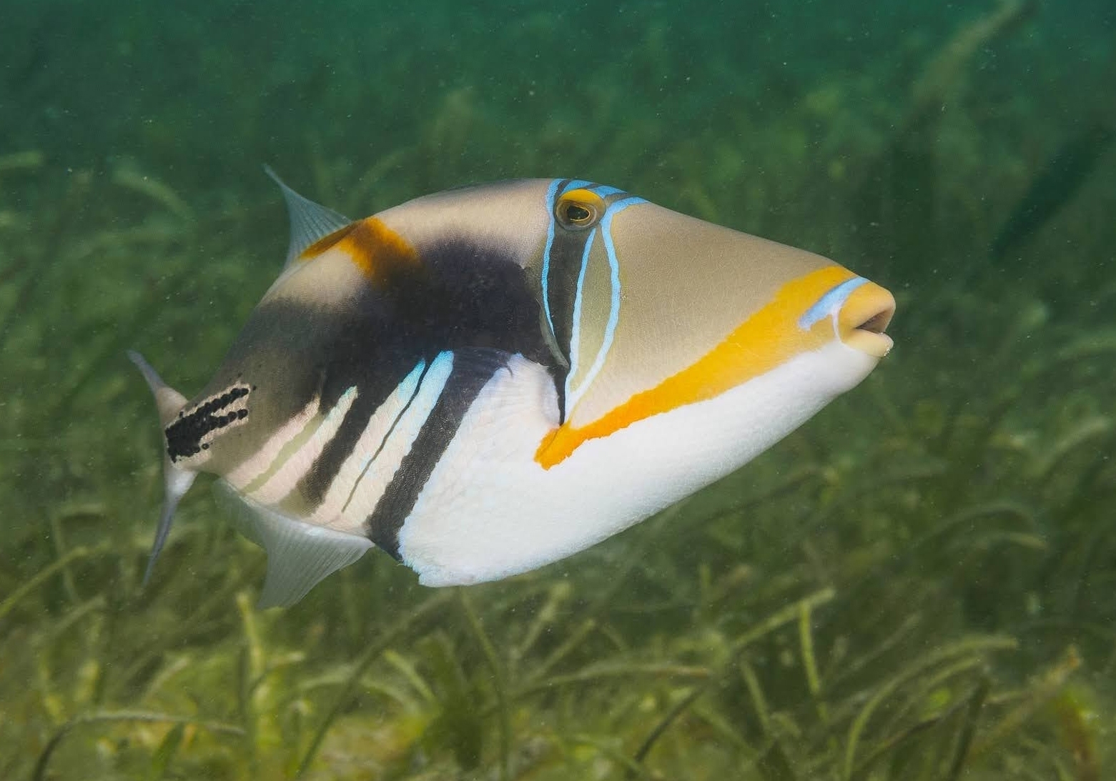 Lagoon Triggerfish (Rhinecanthus aculeatus) - Bali Wildlife
