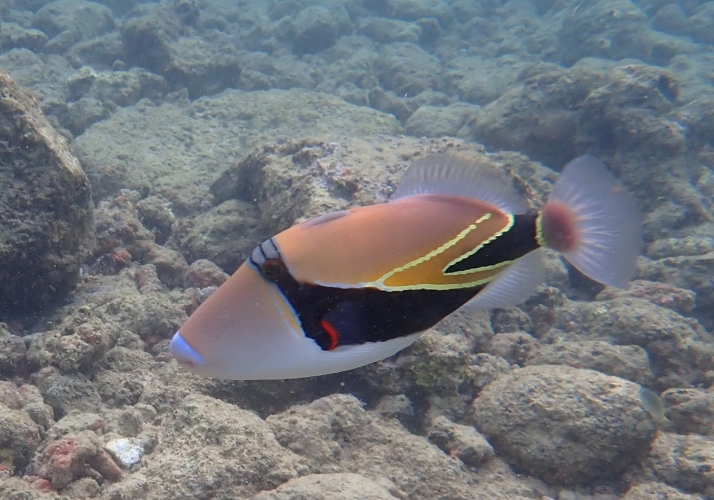 Wedgetail Triggerfish (Rhinecanthus rectangulus) - Bali Wildlife