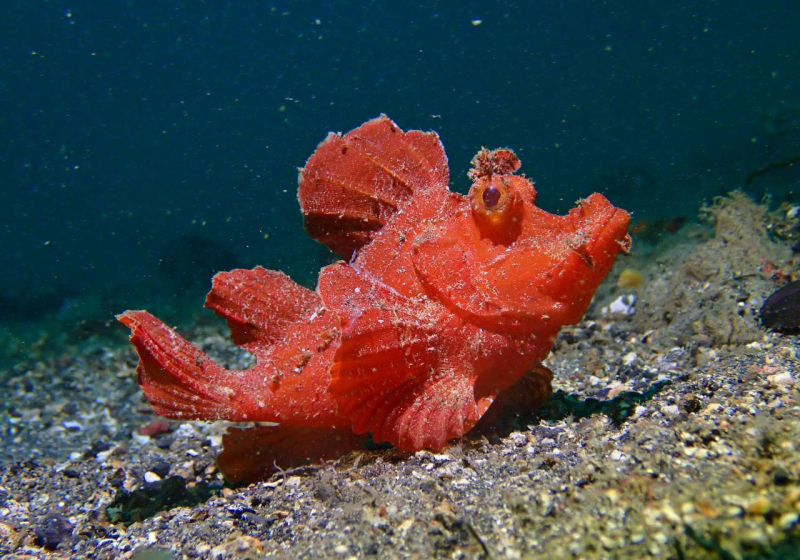 Paddle-flap Scorpionfish (Rhinopias eschmeyeri) - Bali Wildlife