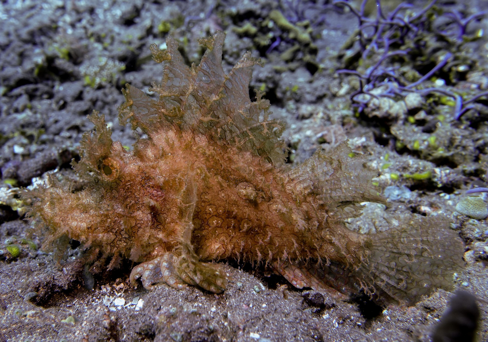 Weedy Scorpionfish (Rhinopias frondosa) - Bali Wildlife