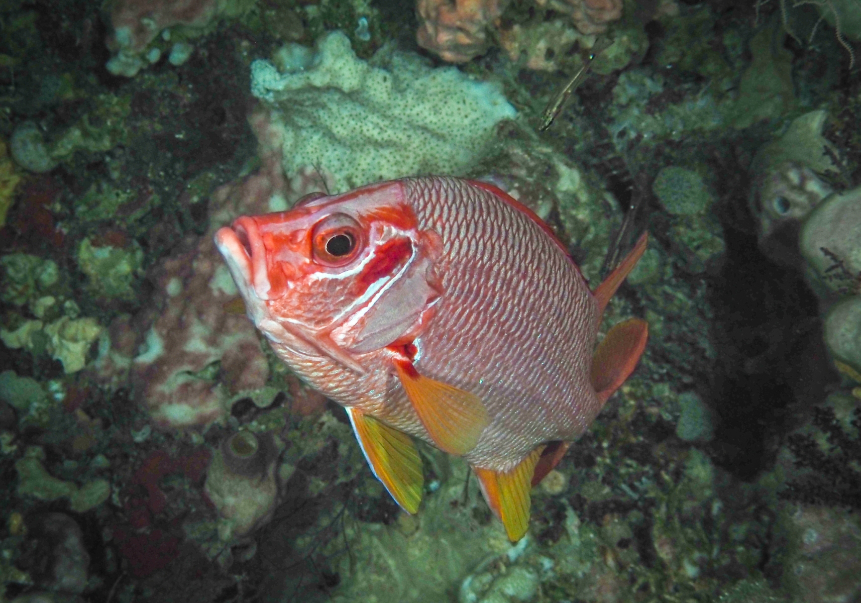 Sabre Squirrelfish (Sargocentron spiniferum) - Bali Wildlife
