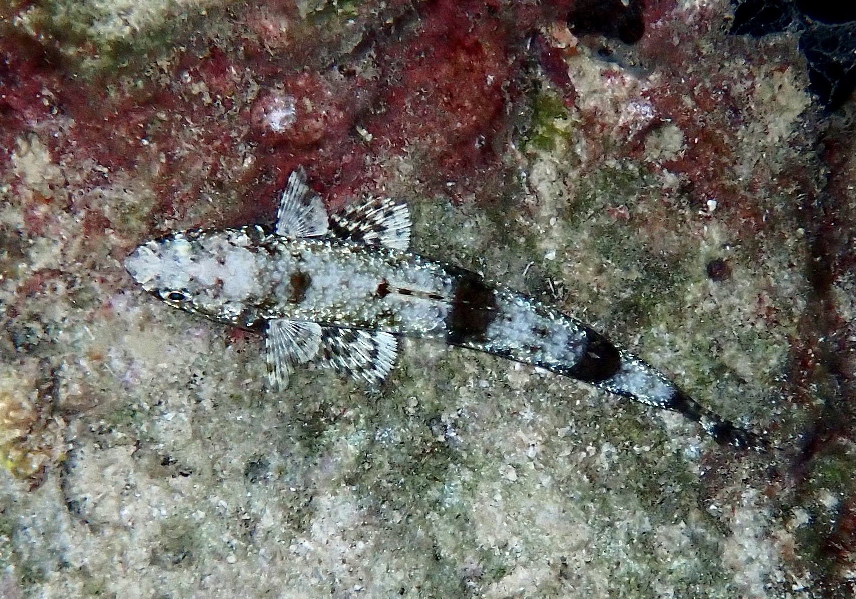 Slender Lizardfish (Saurida gracilis) - Bali Wildlife