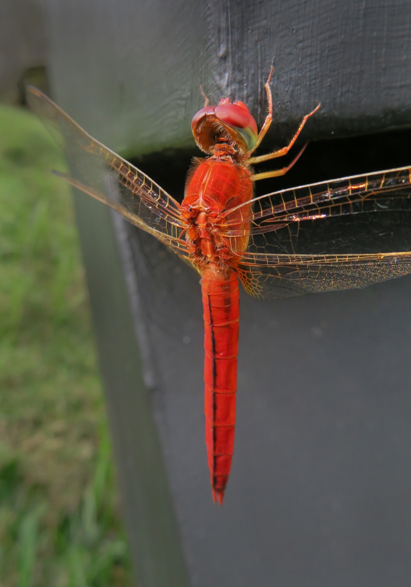 Scarlet Skimmer (Crocothemis servilia) - Bali Wildlife