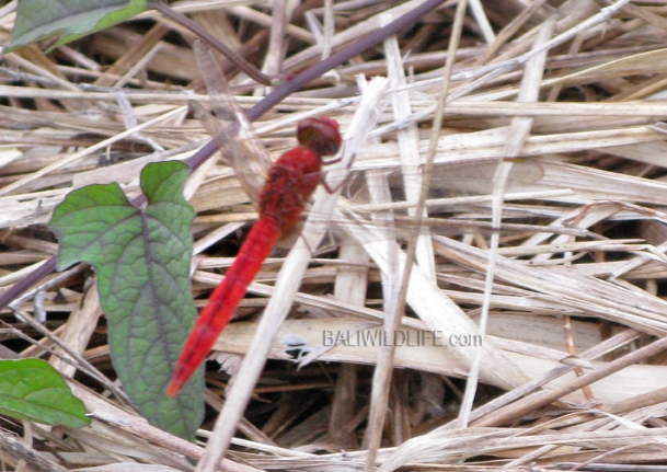 Scarlet Skimmer (Crocothemis servilia) - Bali Wildlife