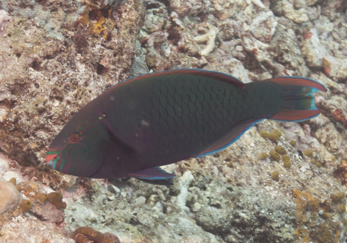 Swarthy Parrotfish (Scarus niger) - Bali Wildlife