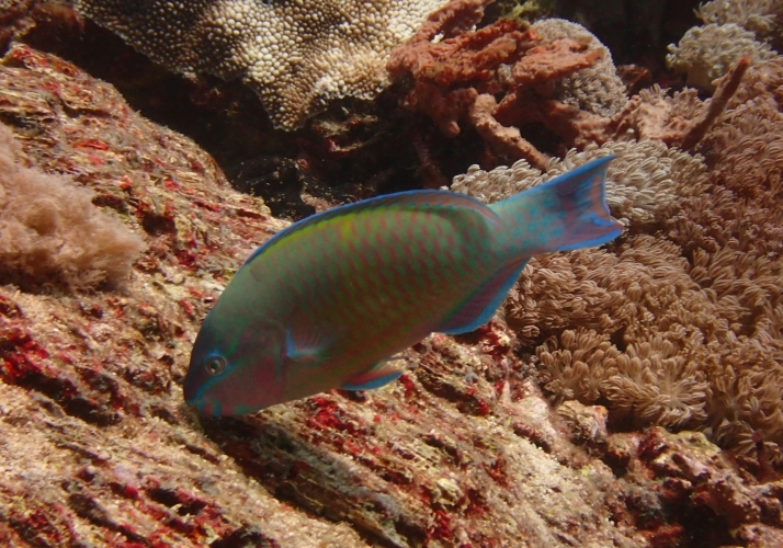 Palenose Parrotfish (Scarus psittacus) - Bali Wildlife