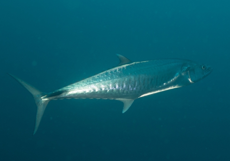 Narrow-banded Spanish Mackerel (Scomberomorus commerson) - Bali Wildlife