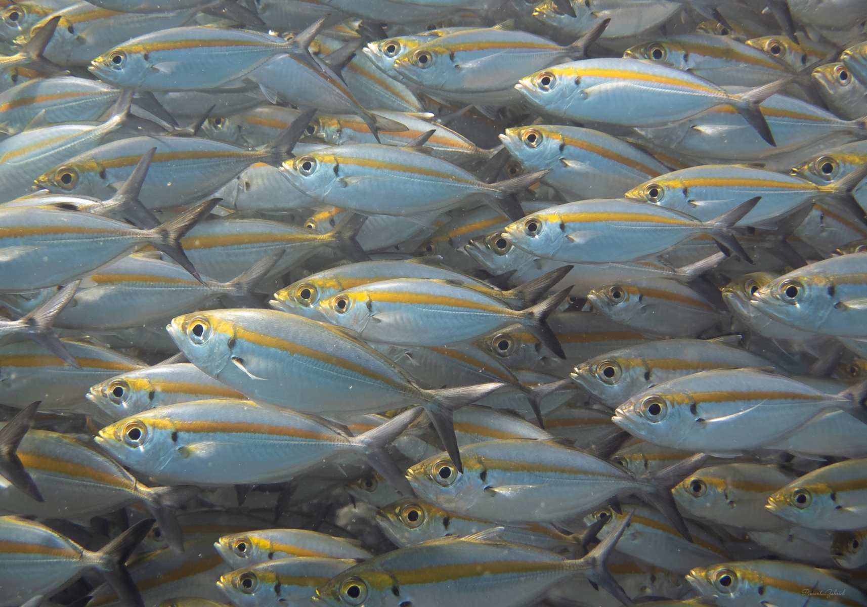 Yellowstripe Scad (Selaroides leptolepis) - Bali Wildlife