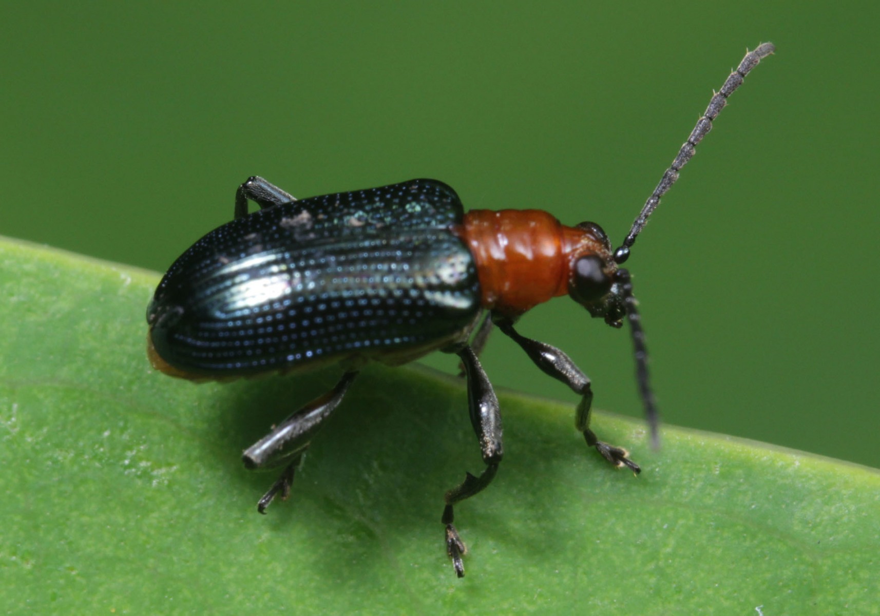Shining Leaf Beetles (Lema praeusta) - Bali Wildlife