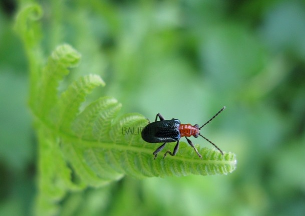 Shining Leaf Beetles (Lema praeusta) - Bali Wildlife